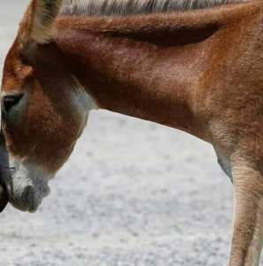 Best Matching Meme PFPs Ultimate List