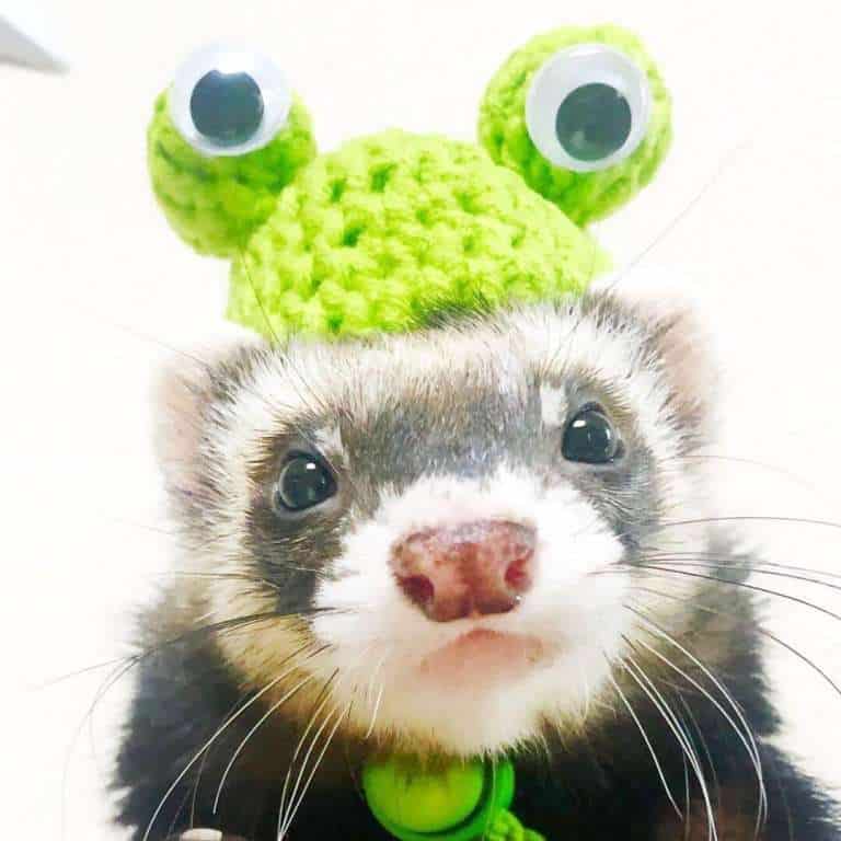 Best Matching Meme PFPs Ultimate List